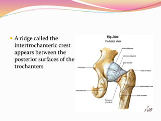 Femur | PPTX | Death, Injury, or Military Conflict | Sensitive Topics