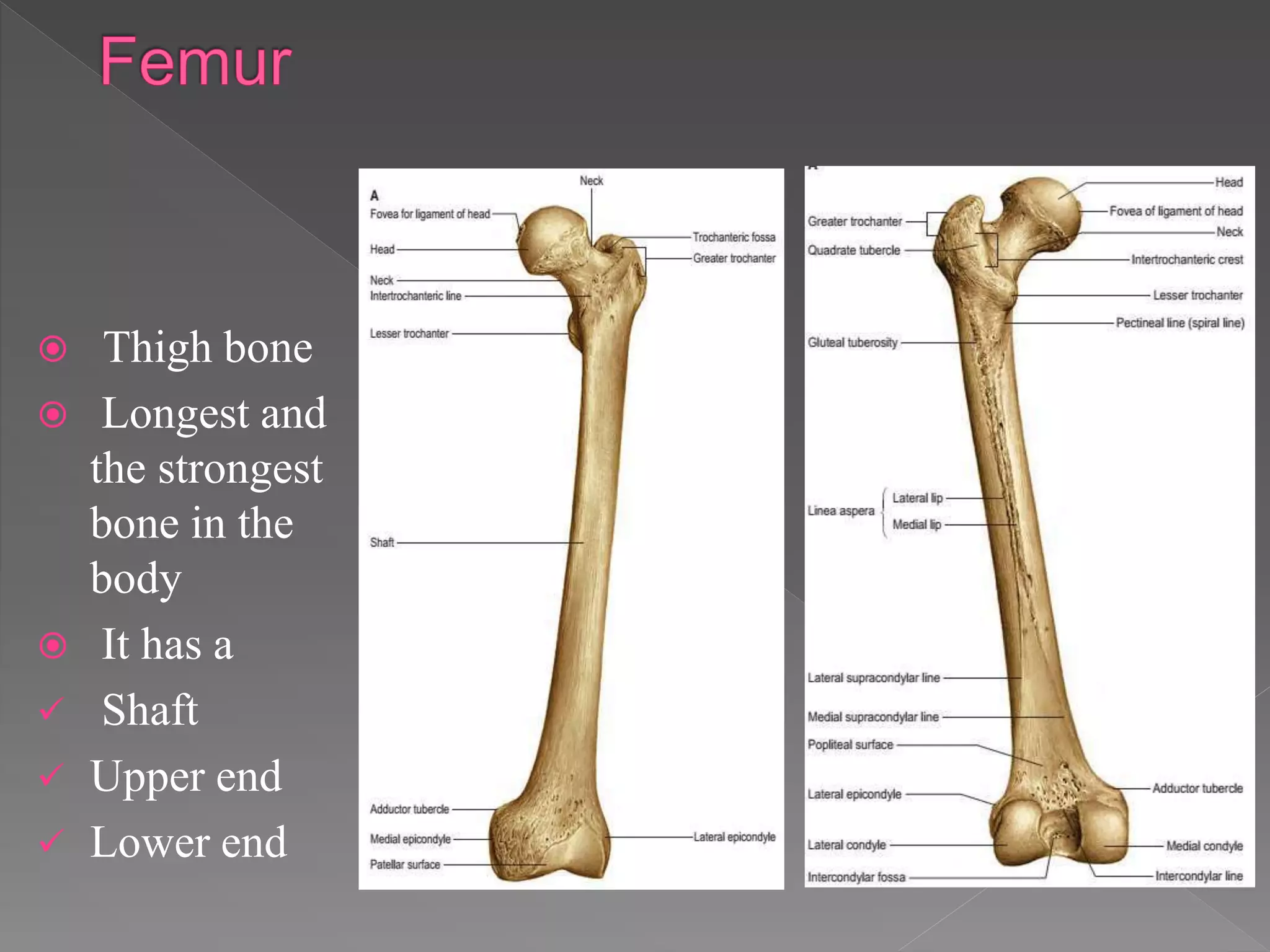 Femur | PPTX