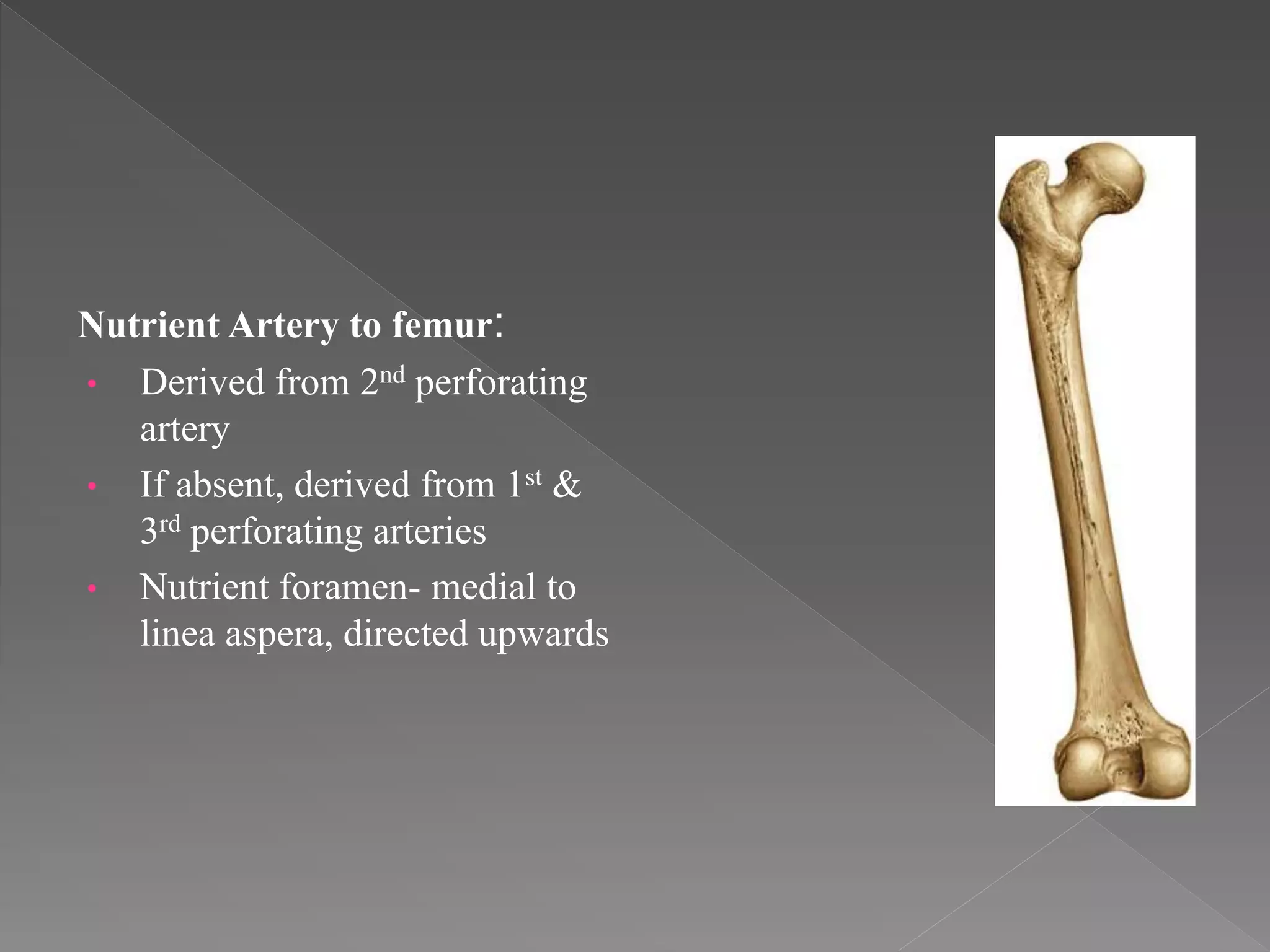 Femur | PPTX
