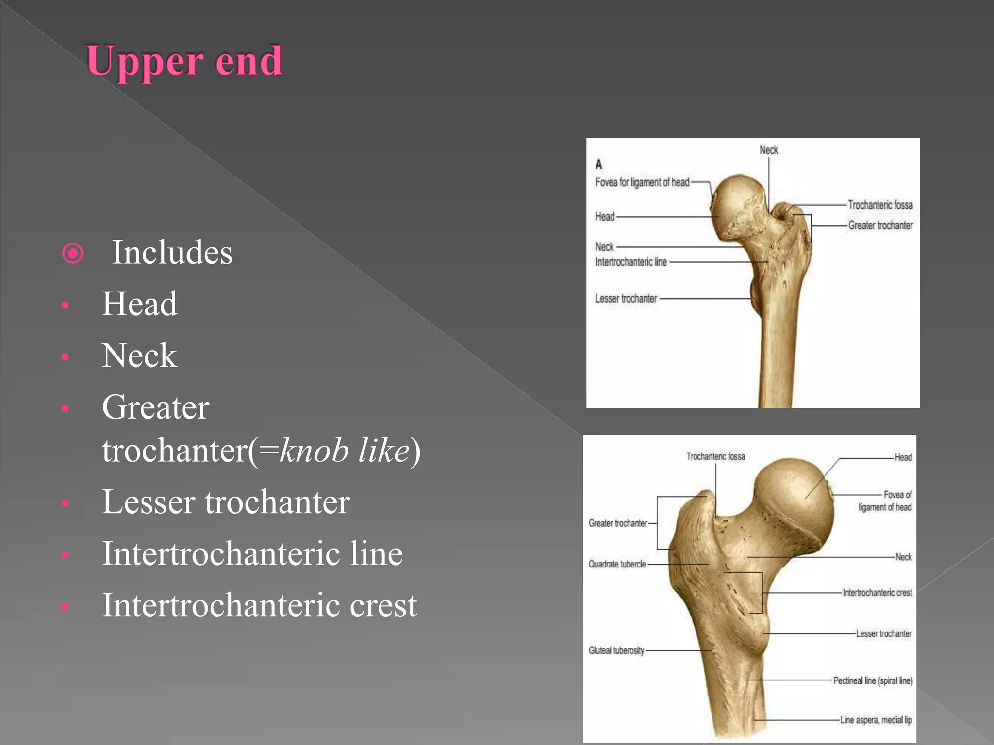 Femur | PPTX
