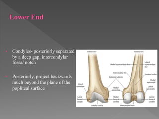 Femur | PPTX