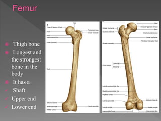 Femur | PPTX