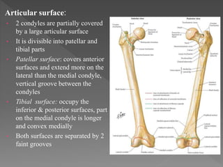 Femur | PPTX