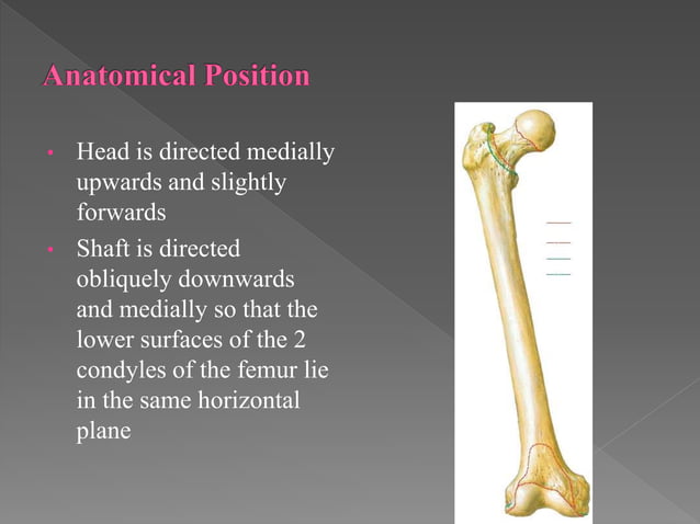 Femur | PPTX