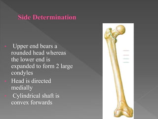 Femur | PPTX