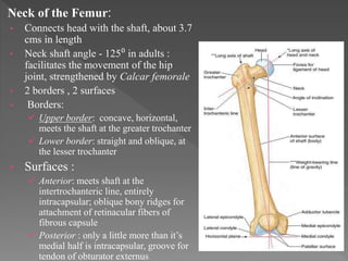 Femur | PPTX