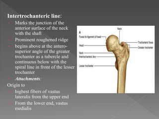 Intertrochanteric Line Of Femur