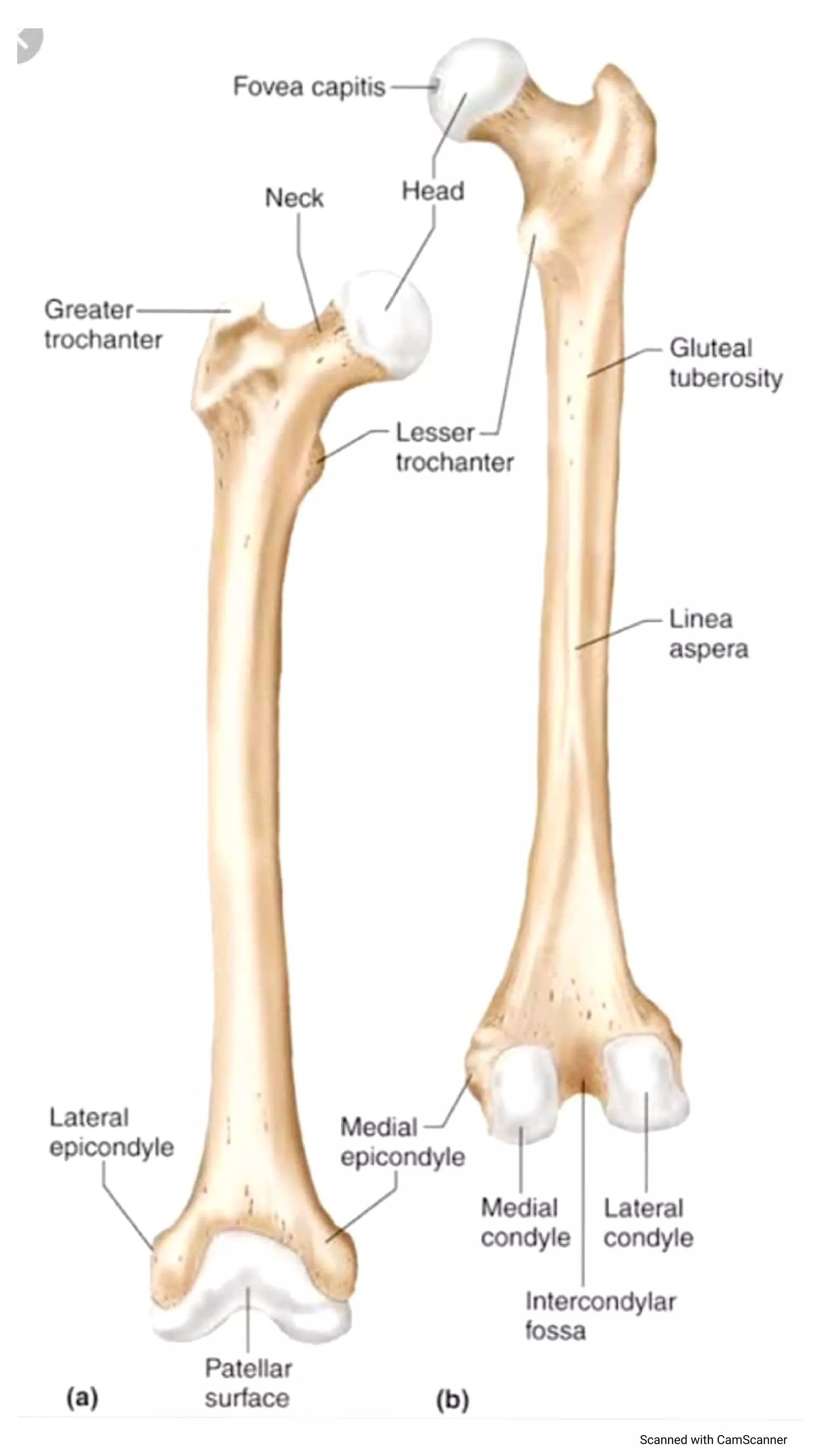 Femur | PDF