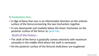 Femur | PPT