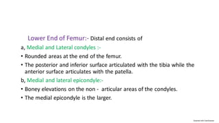 Femur | PPT