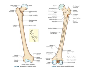 Femur.pptx