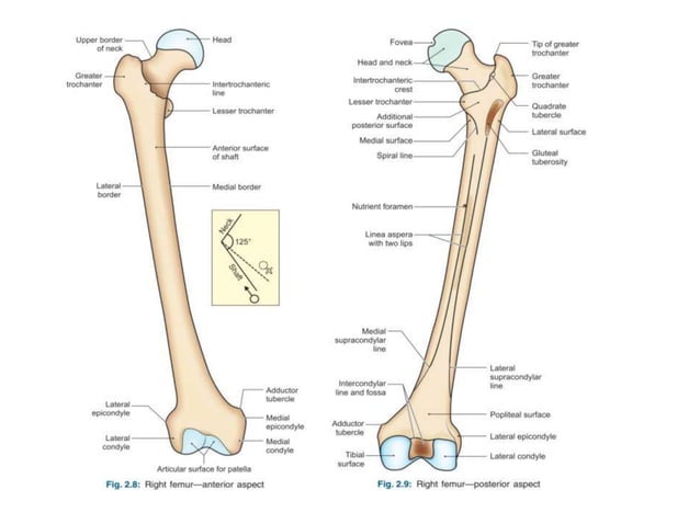 Femur.pptx