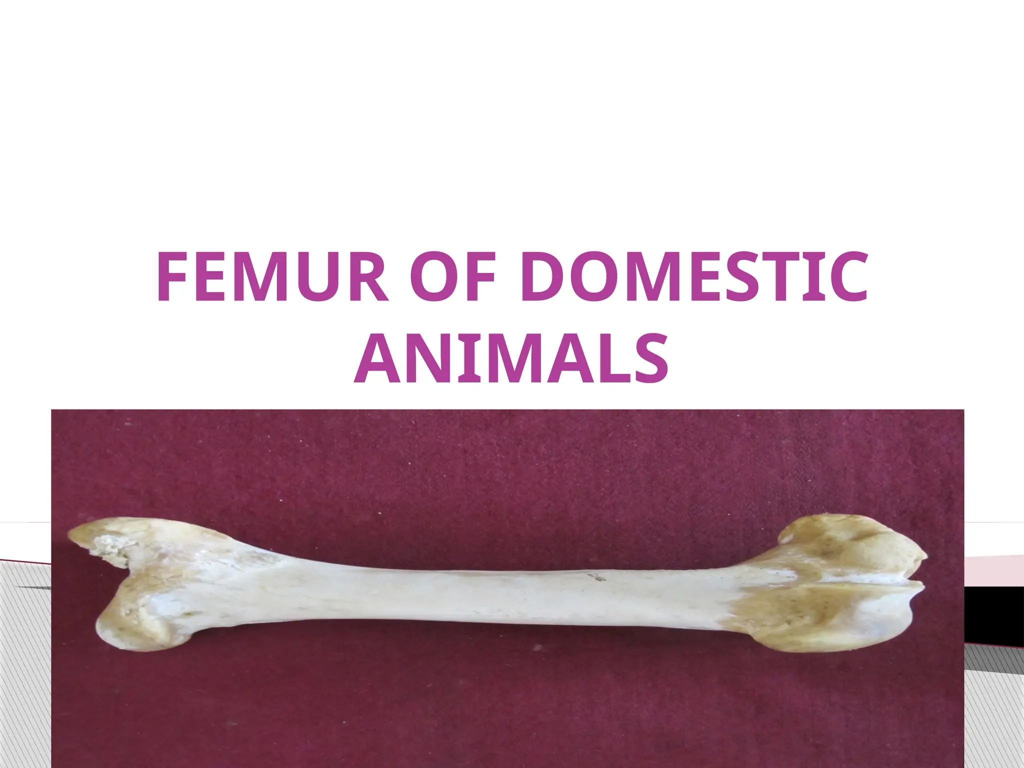 The gross anatomy of the Femur bone of ox | PPTX