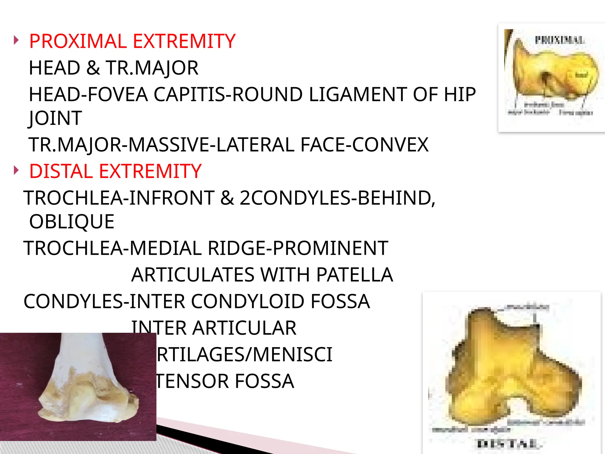 The gross anatomy of the Femur bone of ox | PPT