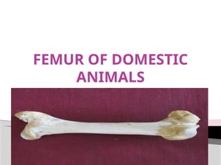 The gross anatomy of the Femur bone of ox | PPTX