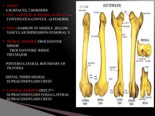 The gross anatomy of the Femur bone of ox | PPT
