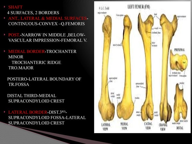 The gross anatomy of the Femur bone of ox | PPT