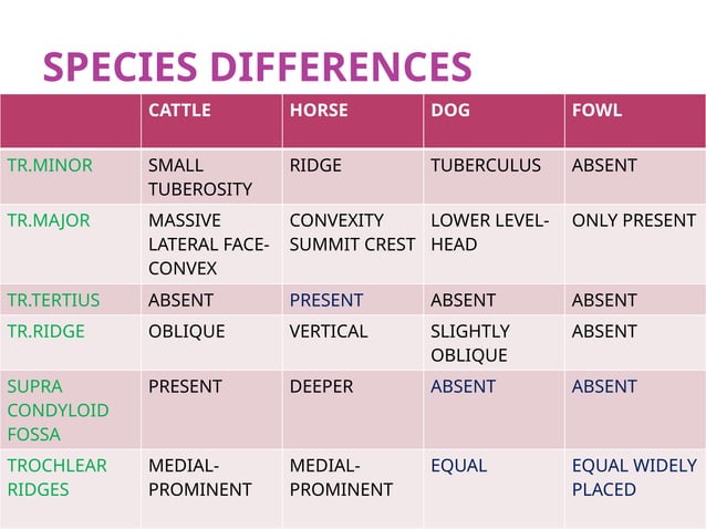The gross anatomy of the Femur bone of ox | PPTX
