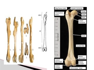 The gross anatomy of the Femur bone of ox | PPT