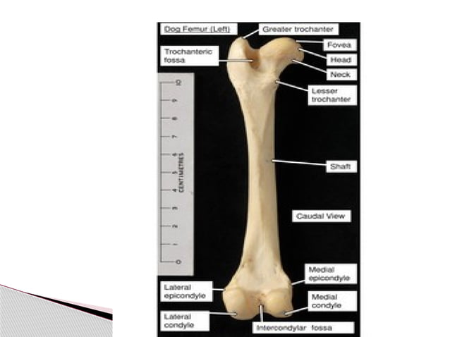 The gross anatomy of the Femur bone of ox | PPT