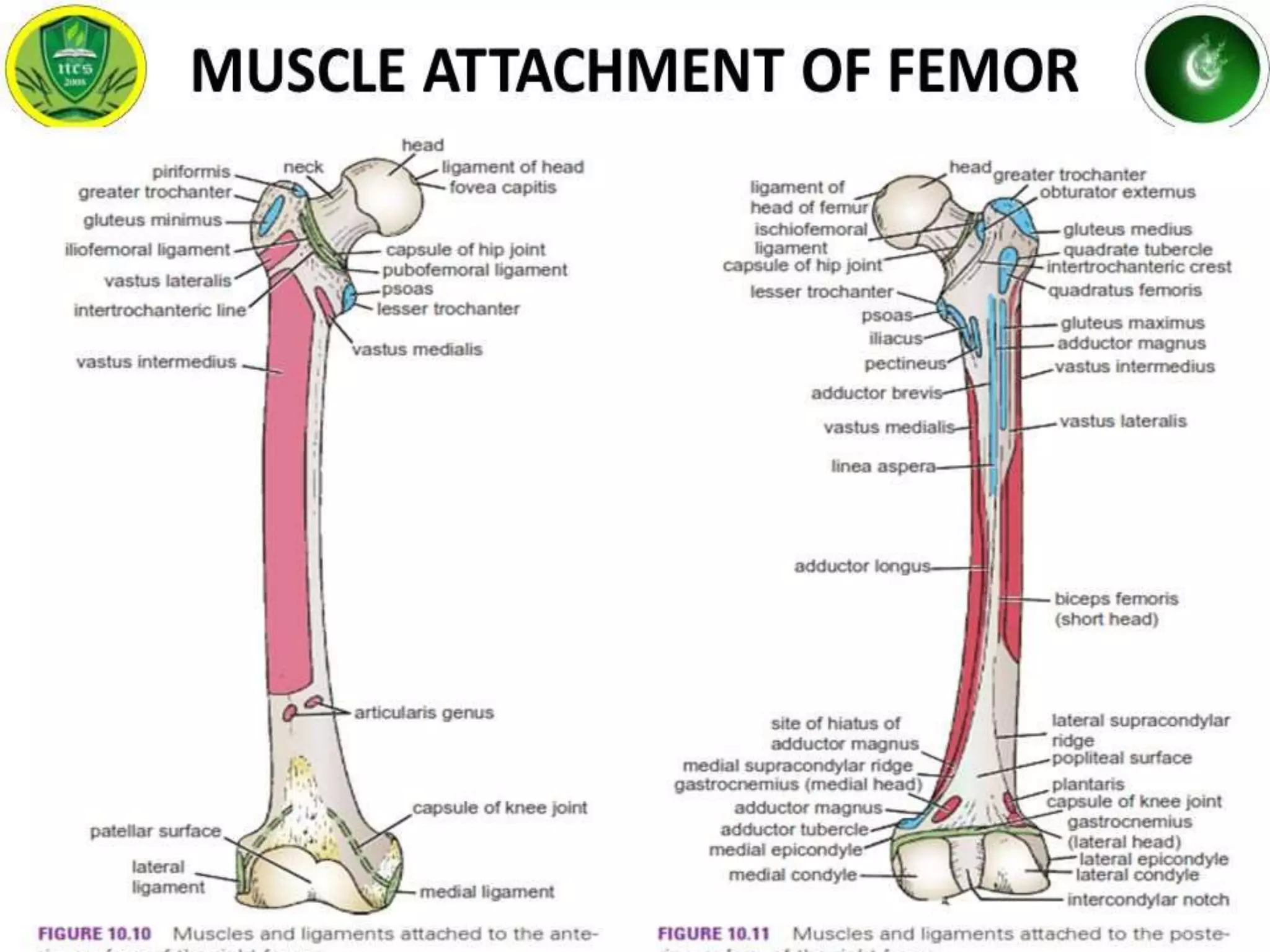 Femur 1.pptx | Death, Injury, or Military Conflict | Sensitive Topics