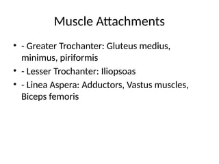 Femur_Anatomy _Presentation12356789.pptx