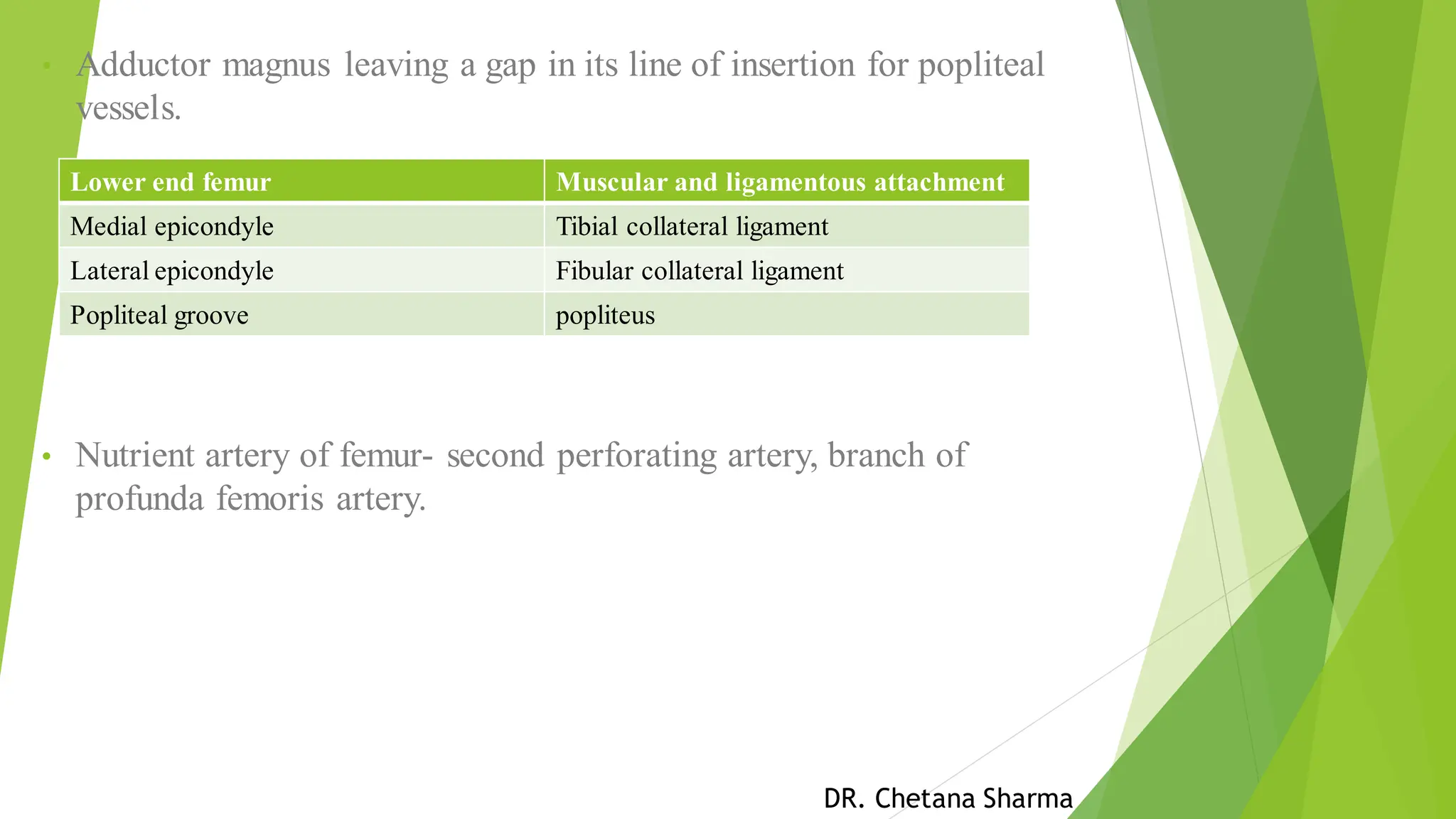 femur and patella detail anatomy with muscle attachment | PDF