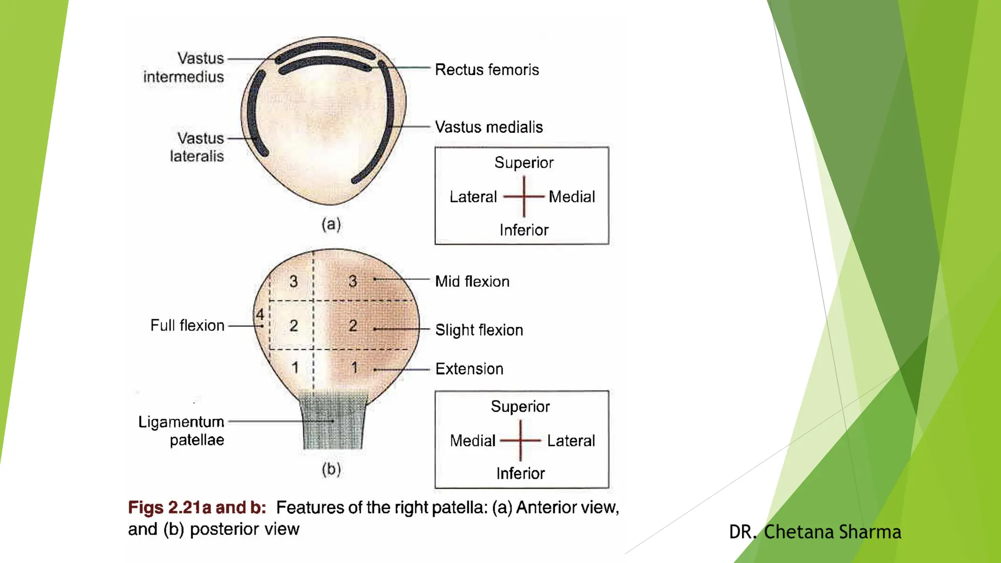 femur and patella detail anatomy with muscle attachment | PDF