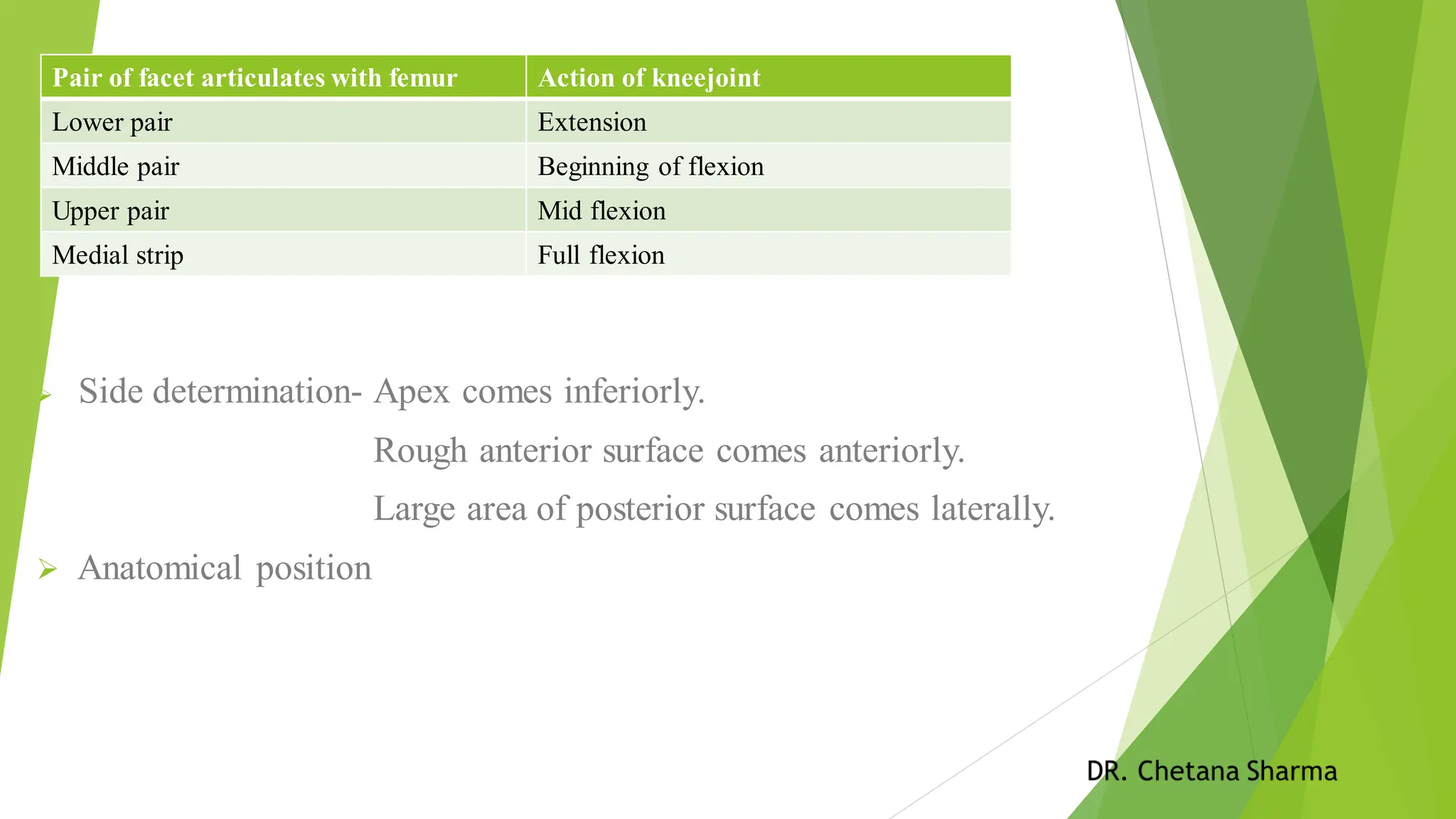 femur and patella detail anatomy with muscle attachment | PDF