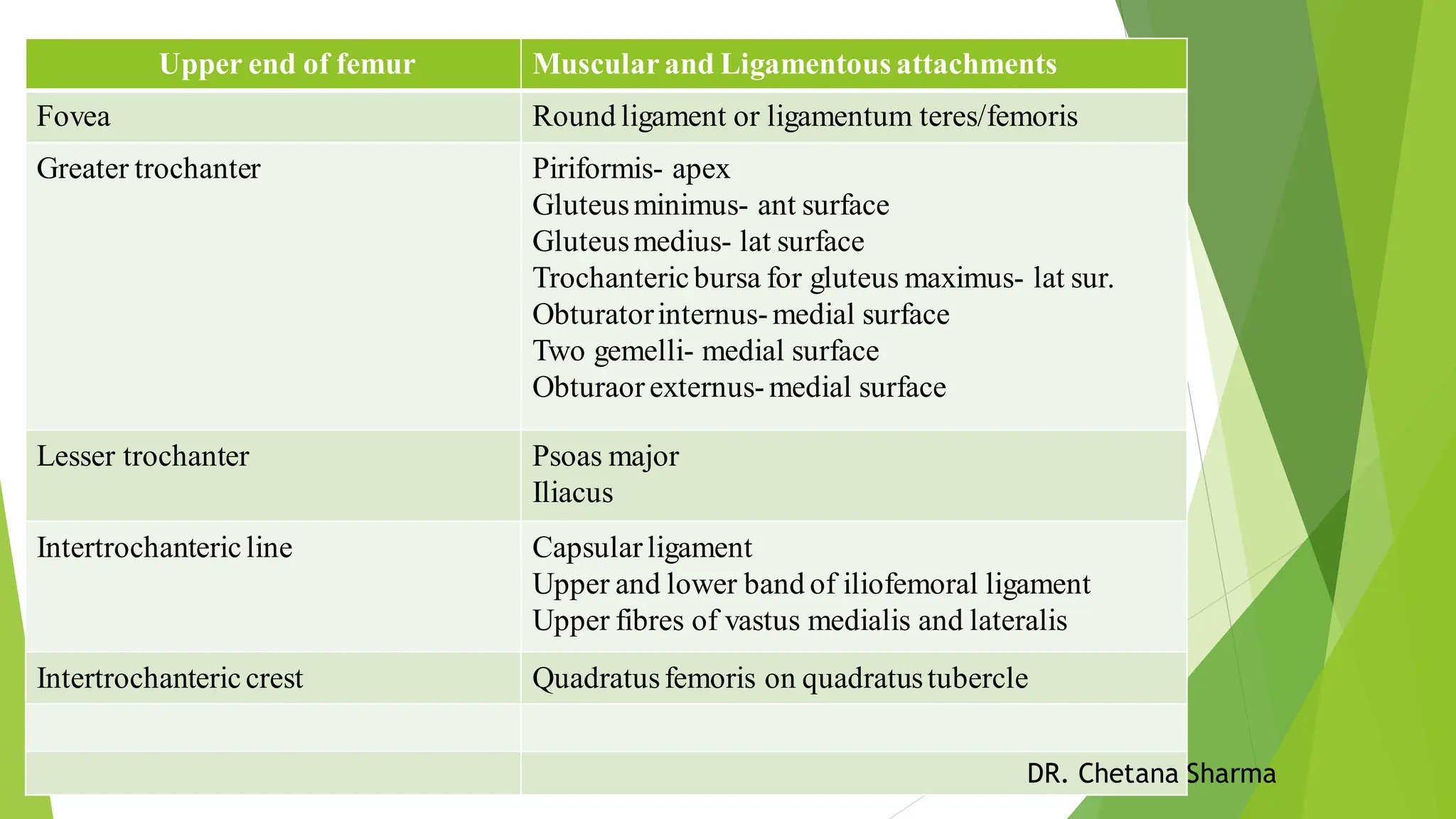 femur and patella detail anatomy with muscle attachment | PDF