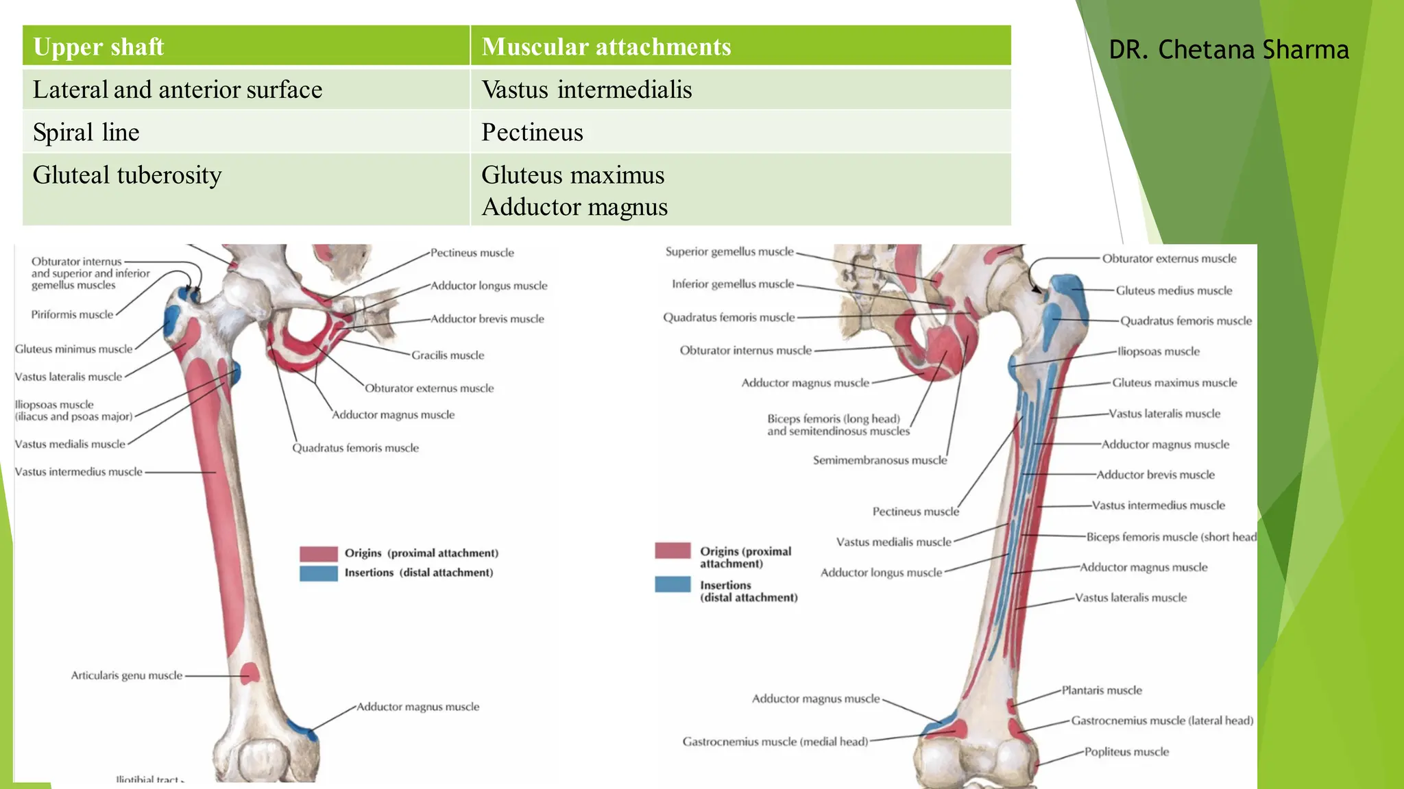femur and patella detail anatomy with muscle attachment | PDF