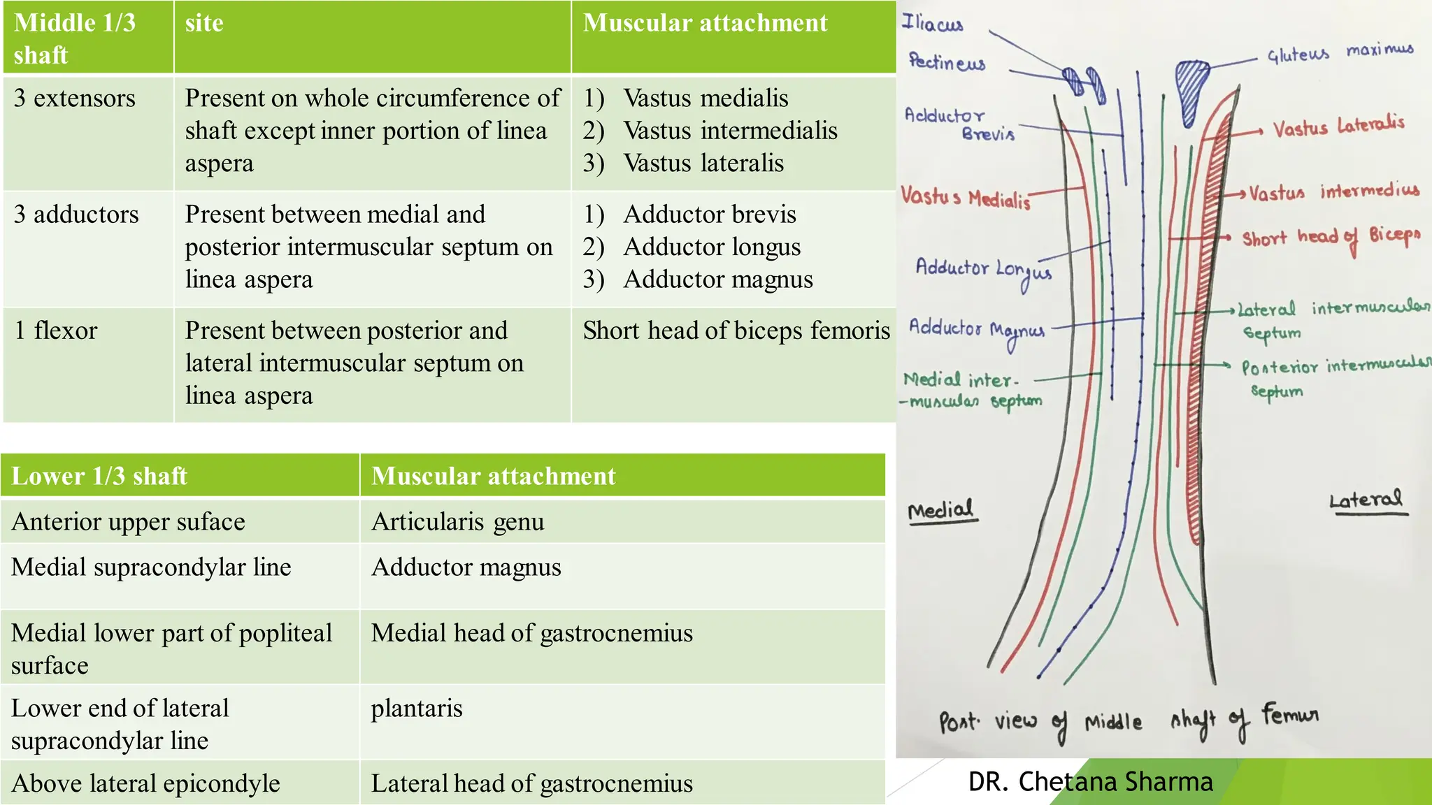 femur and patella detail anatomy with muscle attachment | PDF