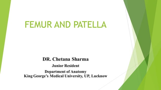 femur and patella detail anatomy with muscle attachment | PDF