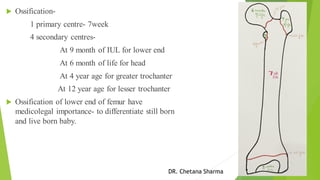 femur and patella detail anatomy with muscle attachment | PDF