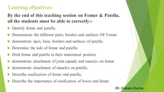 femur and patella detail anatomy with muscle attachment | PDF