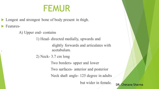 femur and patella detail anatomy with muscle attachment | PDF
