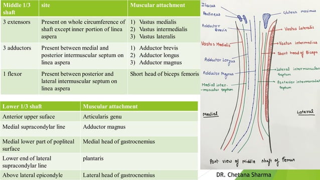 femur and patella detail anatomy with muscle attachment | PDF