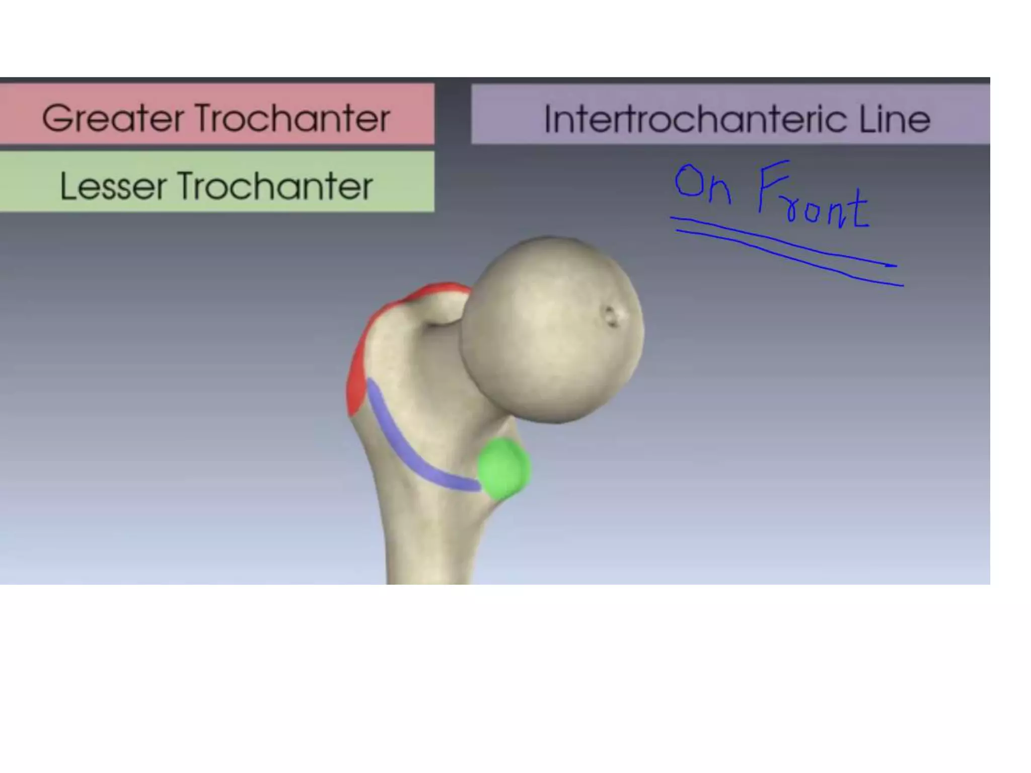 Femur bone | PPTX | Bone and Joint Conditions | Diseases and Conditions