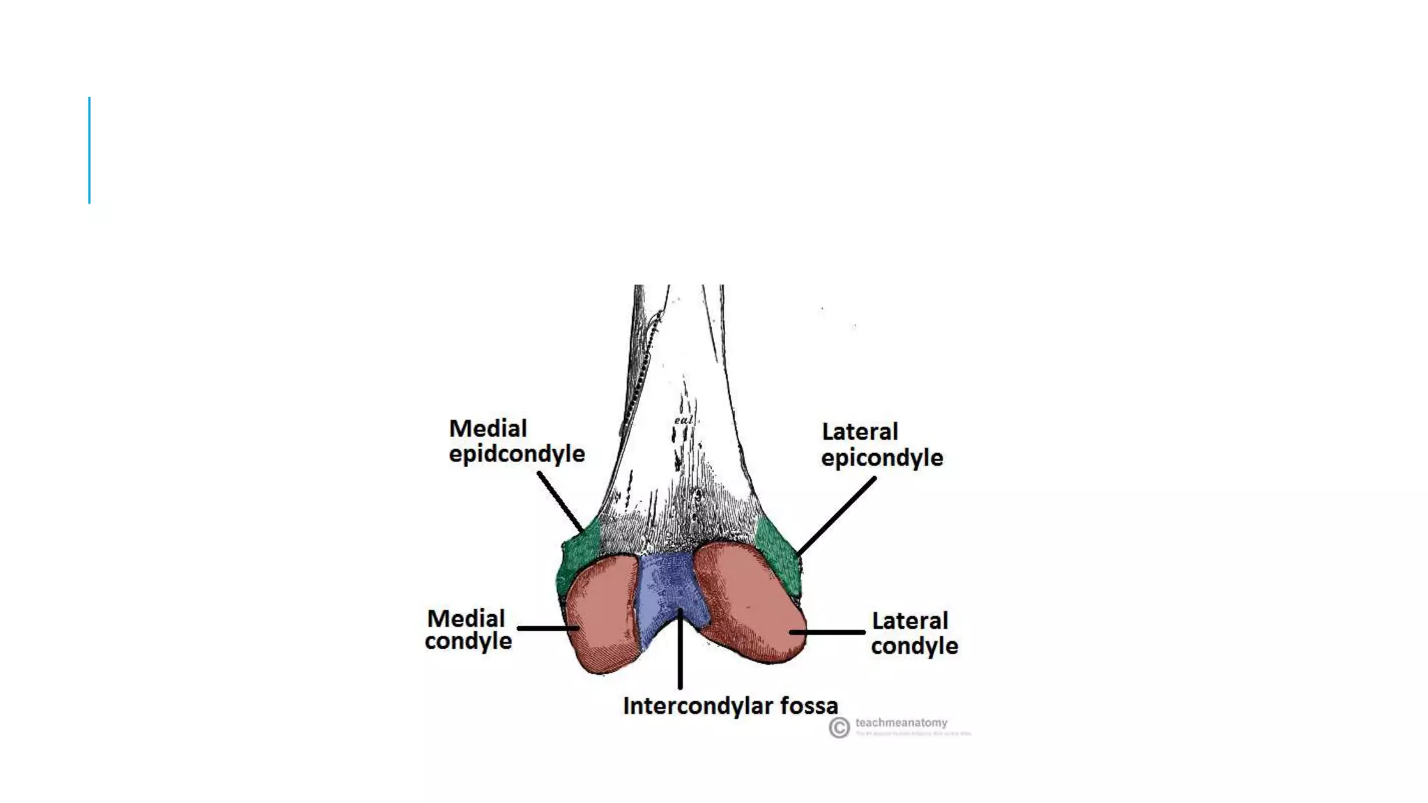 Femur bone lec3 | PPTX
