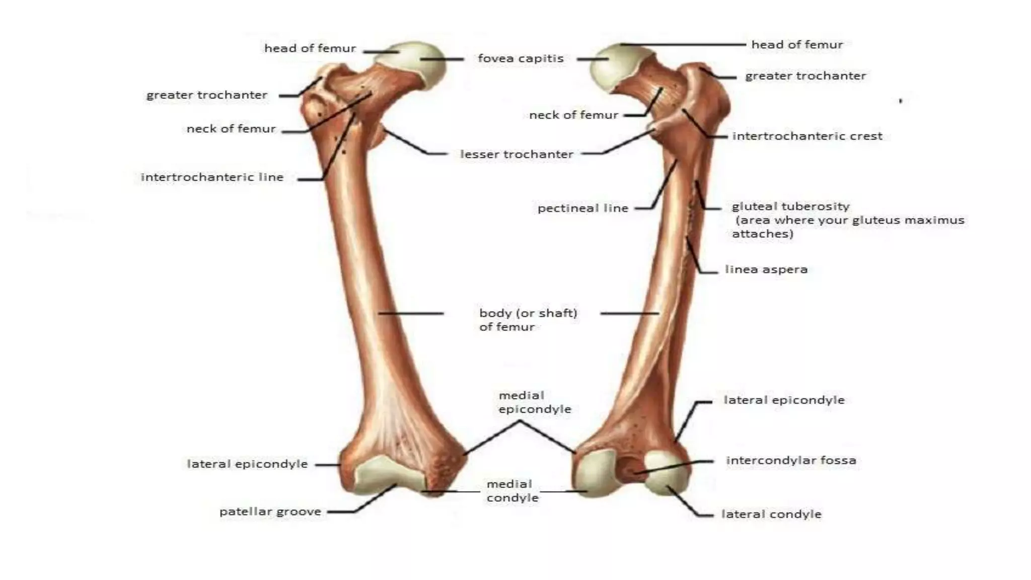 Femur bone lec3 | PPTX