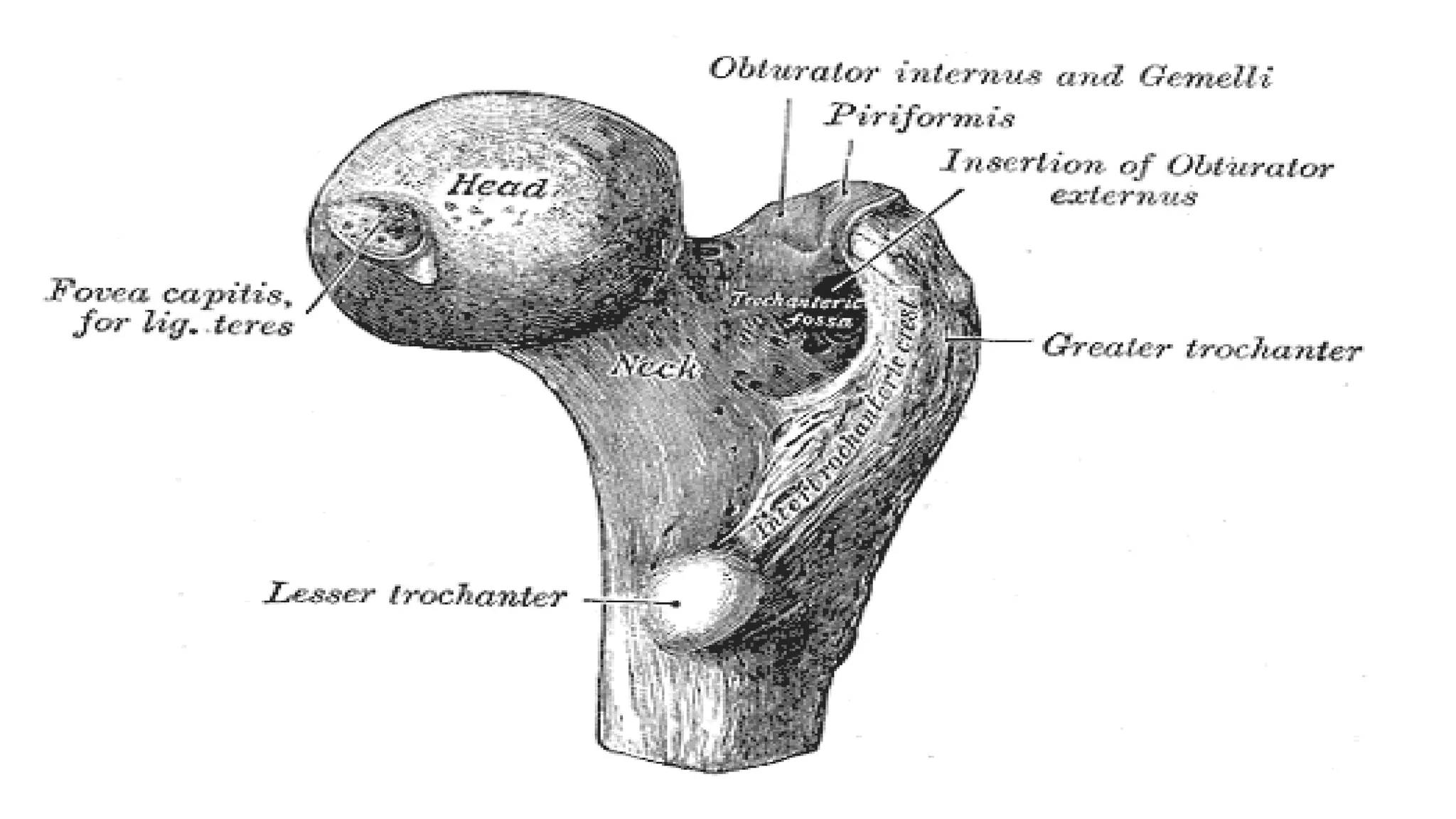 Femur bone lec3 | PPTX