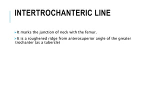Femur bone lec3 | PPTX