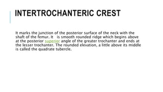 Femur bone lec3 | PPTX