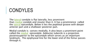Femur bone lec3 | PPTX