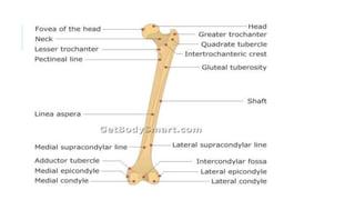 Línea Glútea Del Fémur