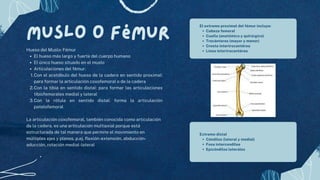 FEMUR RODILLA ROTULA. Posiciones Radiográficaspdf | PDF