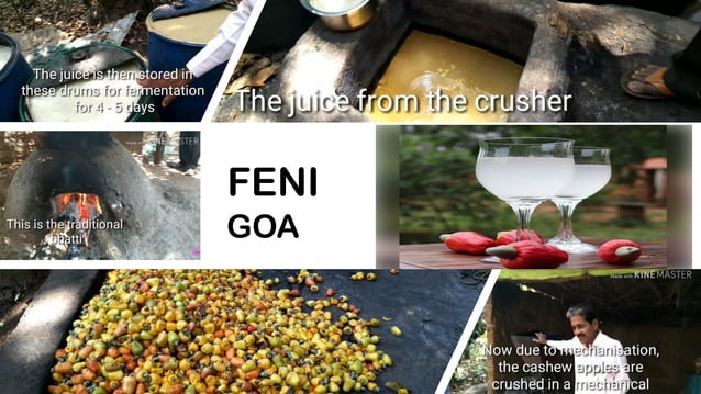 Feni | PDF | Alcoholic Beverages | Food & Drink