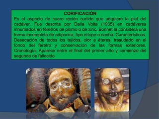 Fenmenos cadavericos | PPTX