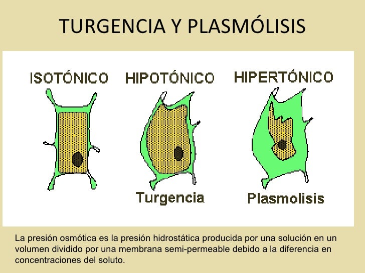 Fenómenos celulares
