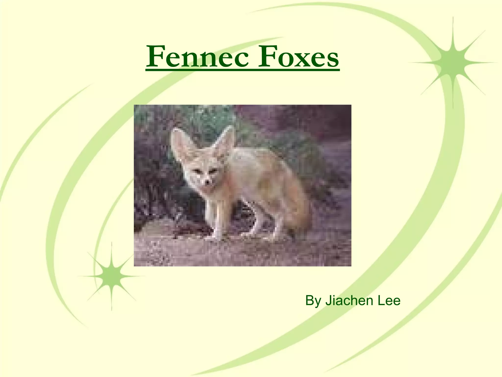 Fennec Fox | PPT